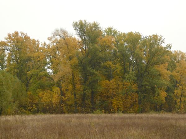 forest side view texture 0007 - Texturelib